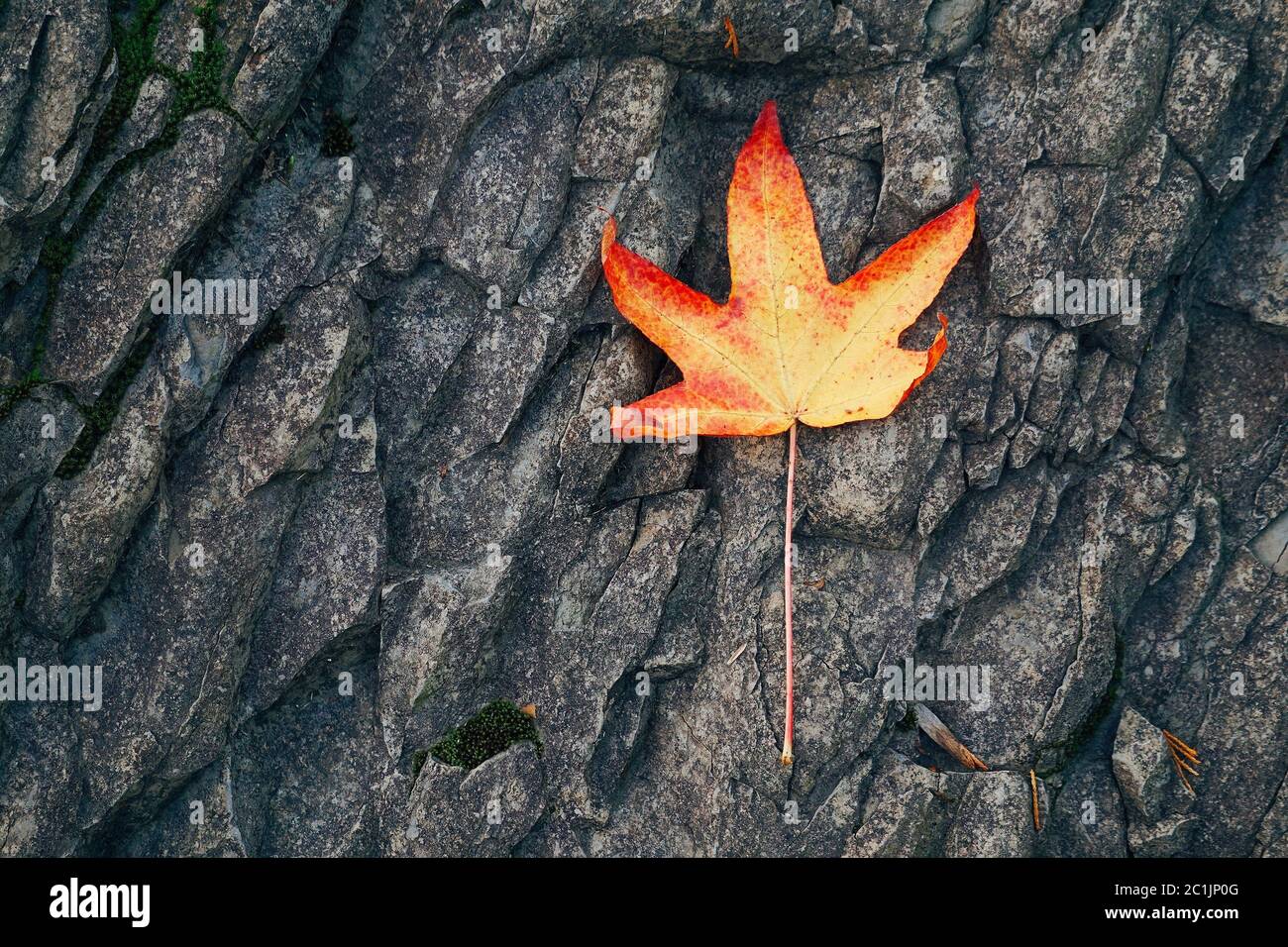 red tree leaf Stock Photo - Alamy