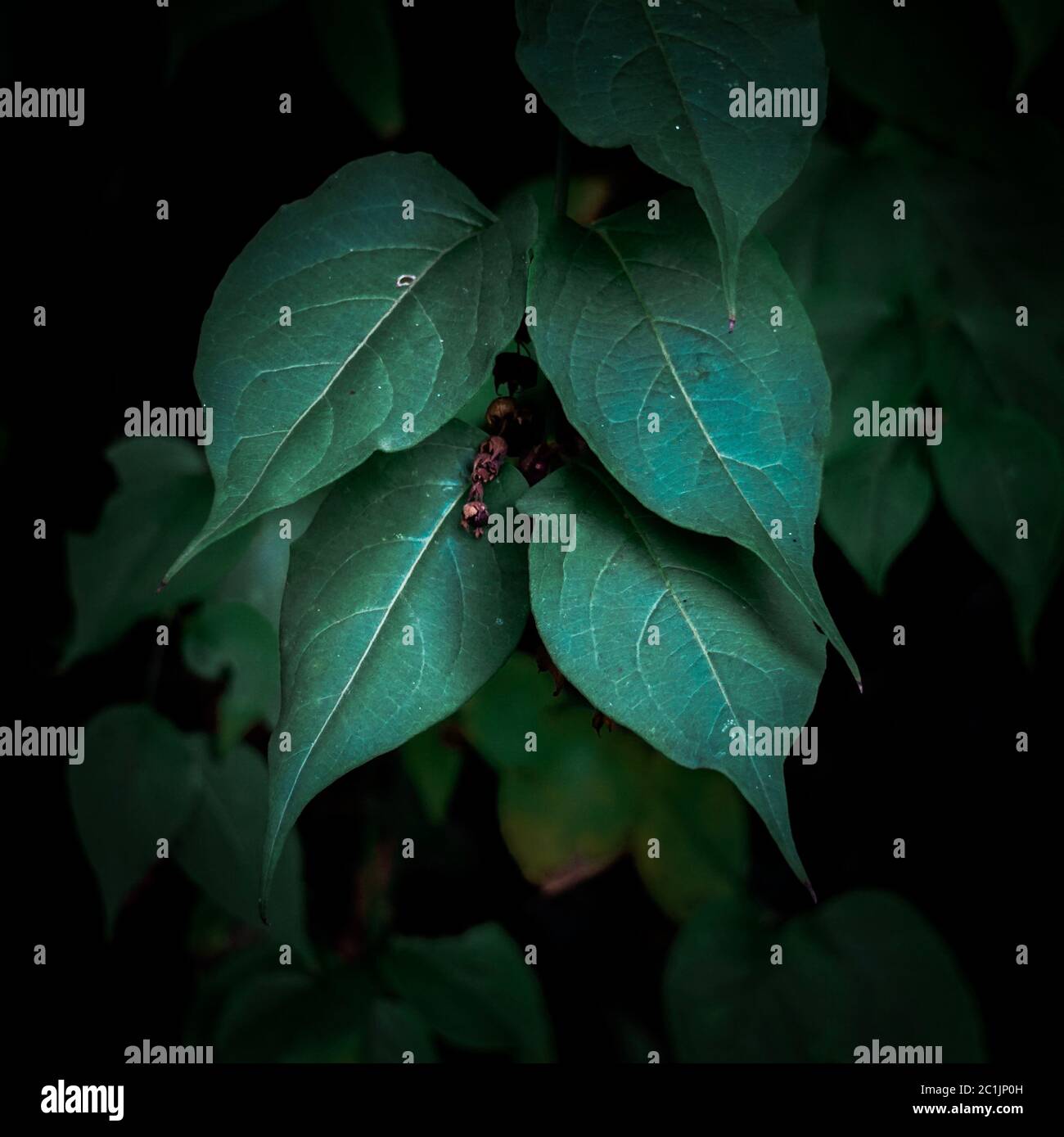 Nature plant leaves hi-res stock photography and images - Alamy