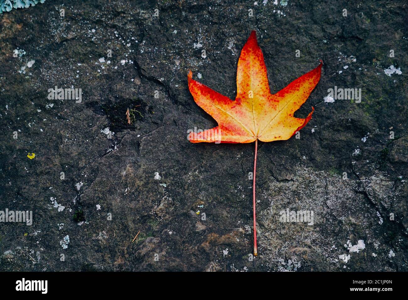 red tree leaf Stock Photo - Alamy