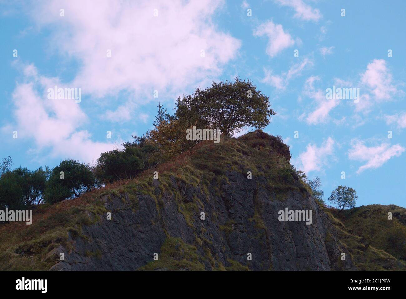 trees in the mountain Stock Photo - Alamy