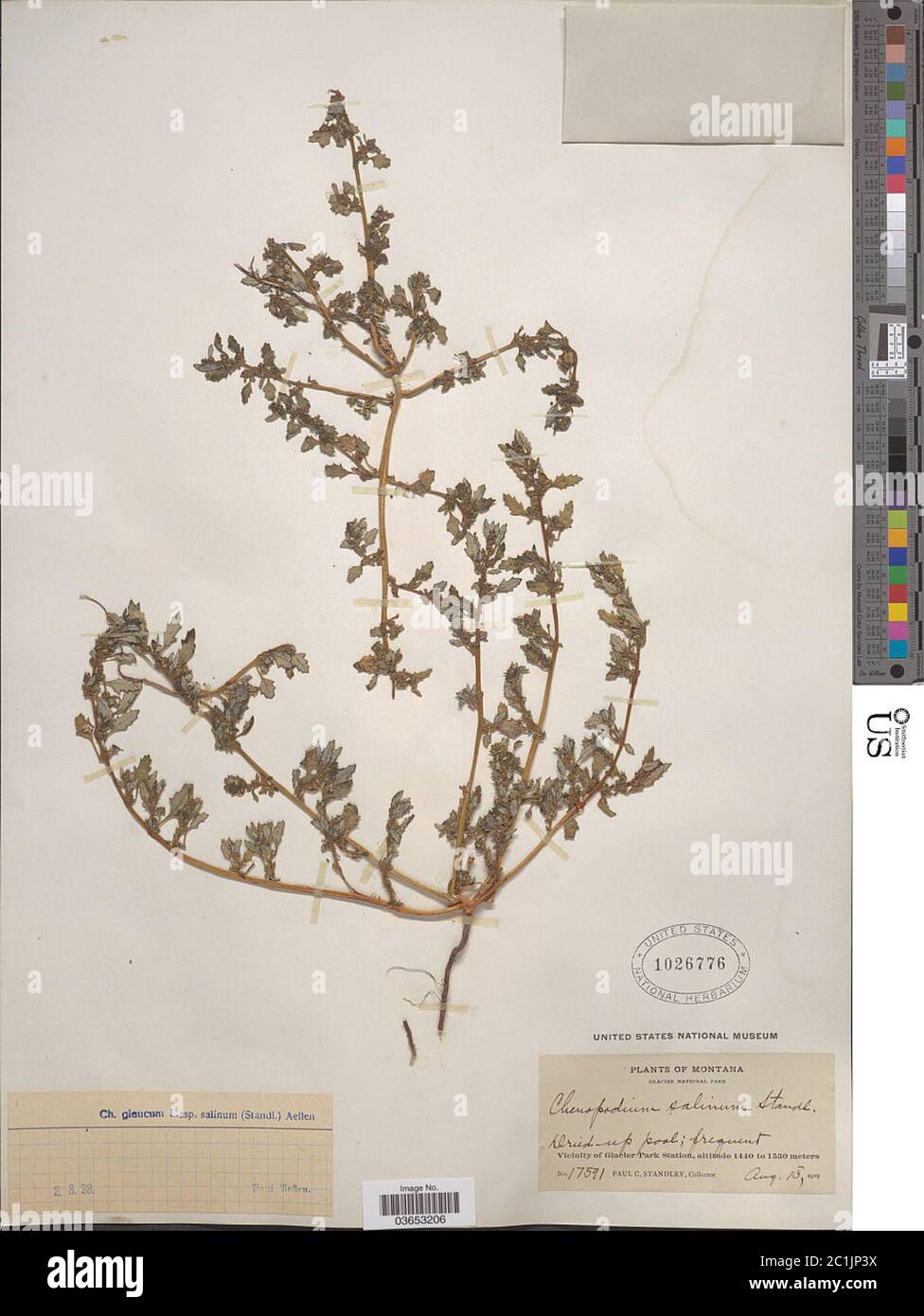 Chenopodium glaucum subsp salinum Aellen Aellen Chenopodium glaucum ...