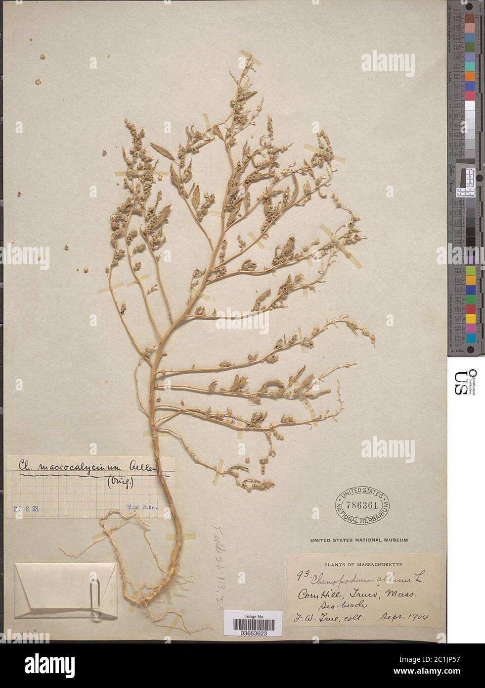 Chenopodium macrocalycium Aellen Chenopodium macrocalycium Aellen Stock ...