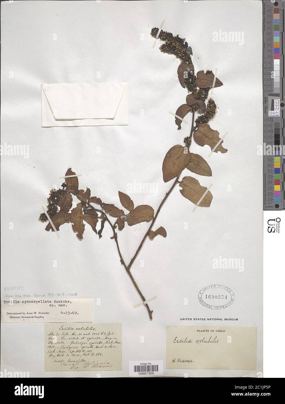 Ercilla spicata hi-res stock photography and images - Alamy