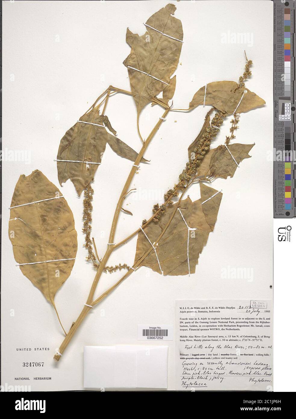 Phytolacca sp Phytolacca sp Stock Photo - Alamy