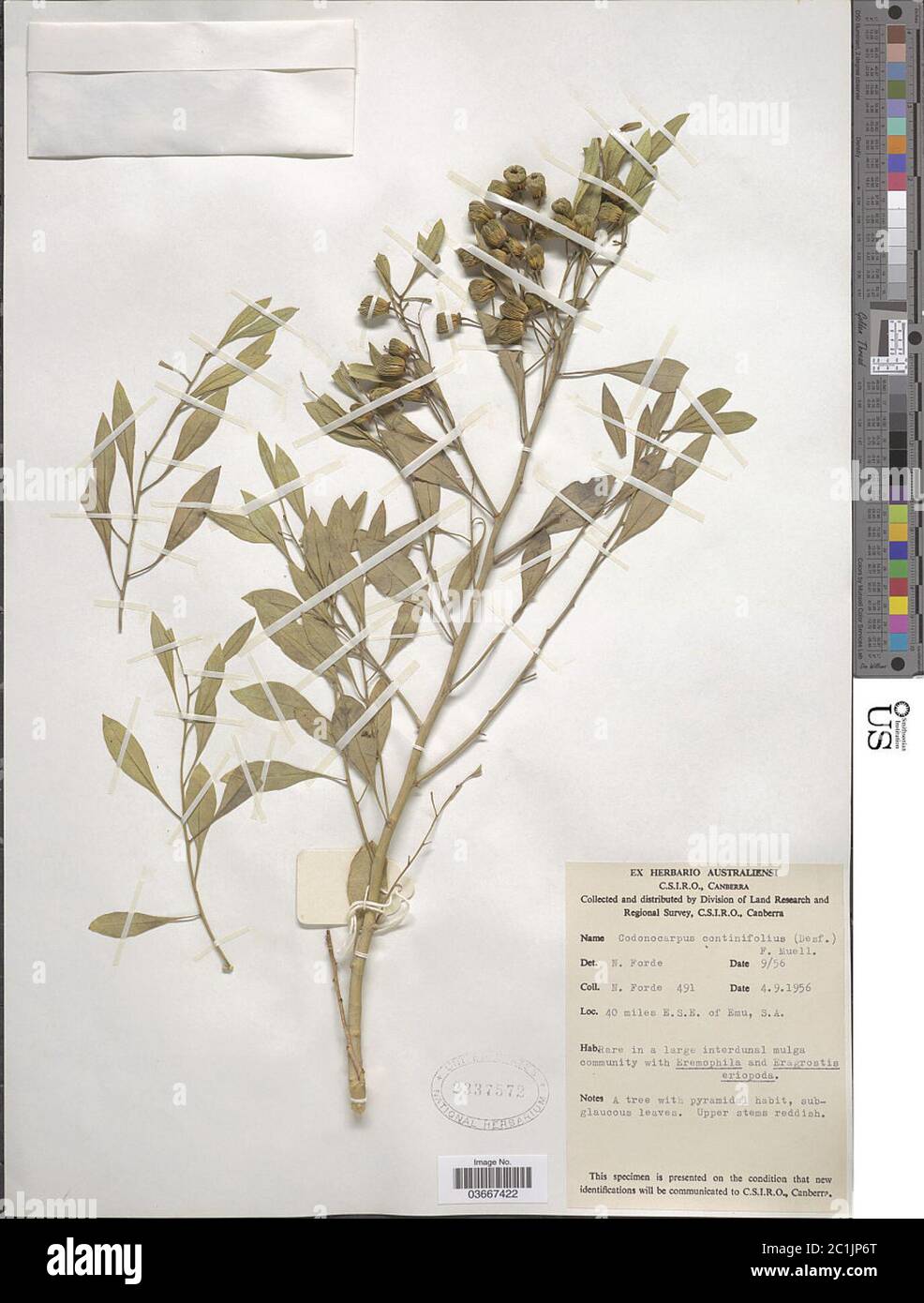 Codonocarpus cotinifolius Desf F Muell Codonocarpus cotinifolius Desf F ...