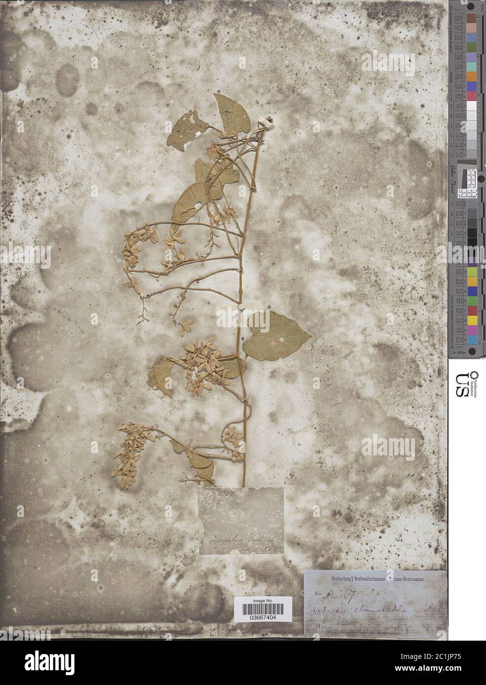 Agdestis clematidea Moc Sess ex DC Agdestis clematidea Moc Sess ex DC ...