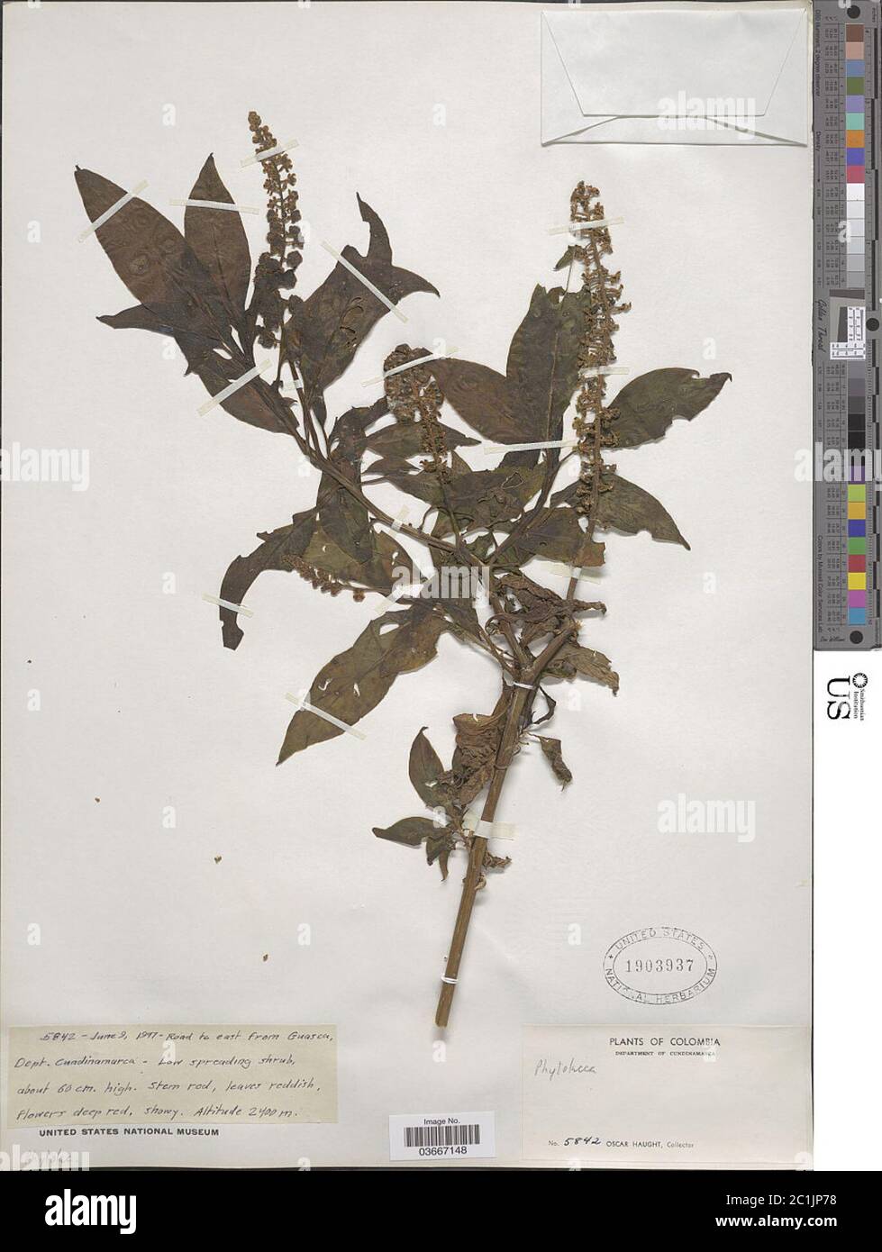 Phytolacca sp Phytolacca sp Stock Photo - Alamy