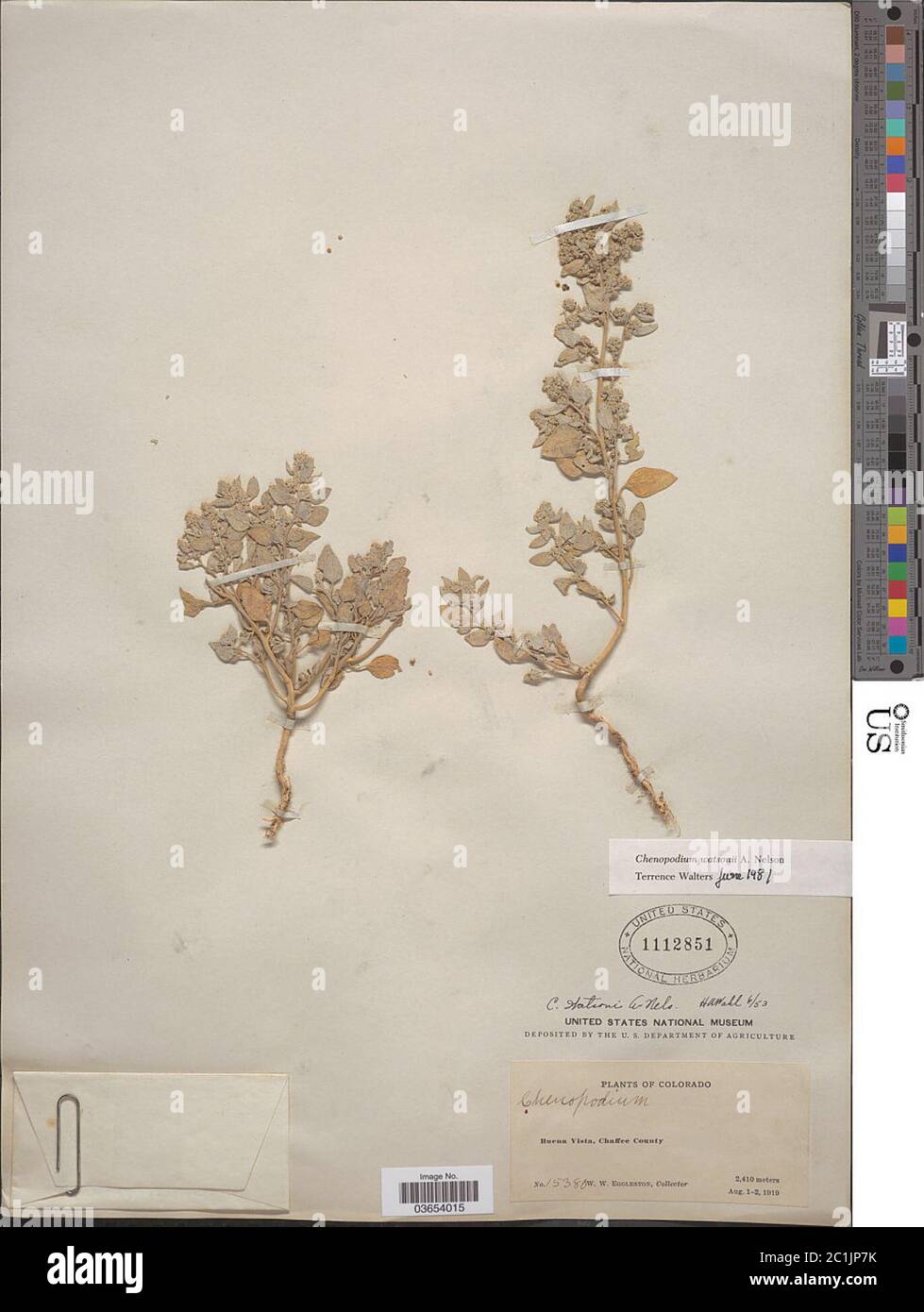 Watsonii hi-res stock photography and images - Alamy