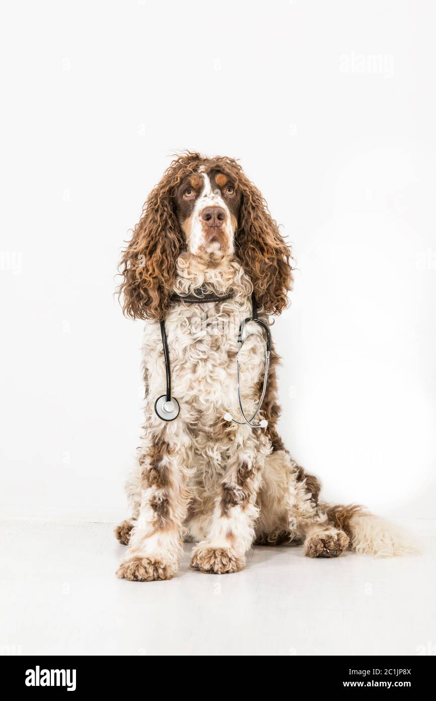 English vet hi-res stock photography and images - Alamy