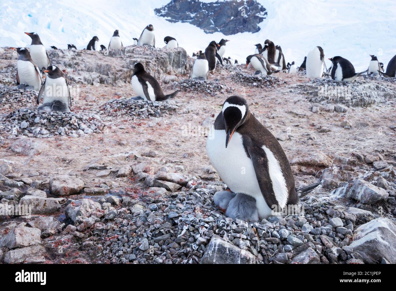 penguin at south pole Stock Photo - Alamy