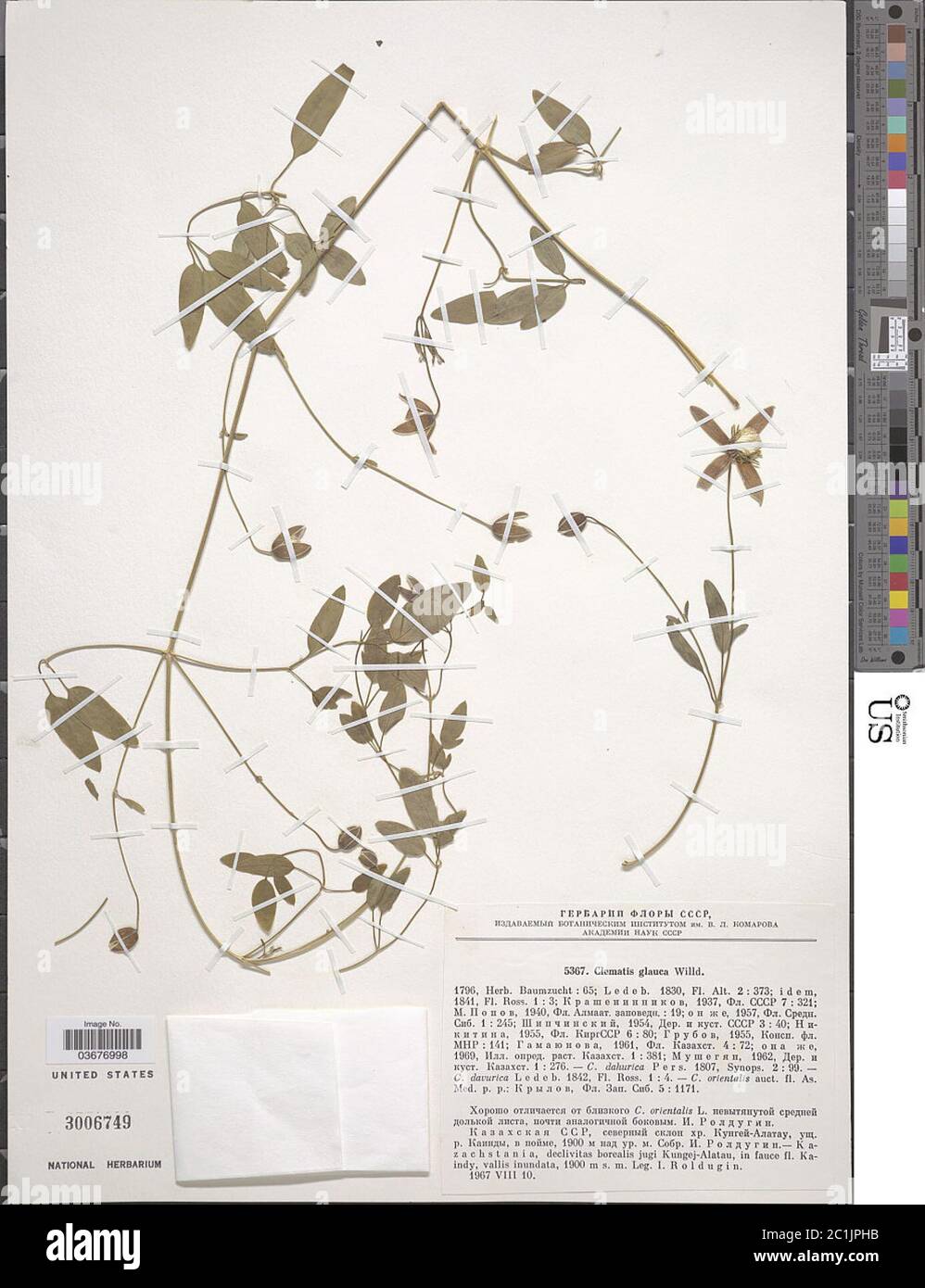 Clematis glauca Willd Clematis glauca Willd Stock Photo - Alamy