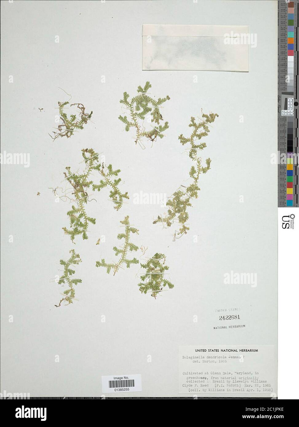 Selaginella dendricola Jenman Selaginella dendricola Jenman Stock Photo ...