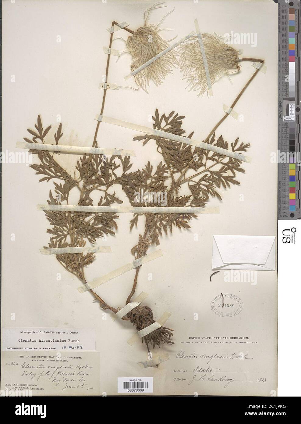 Clematis viorna L Clematis viorna L Stock Photo - Alamy