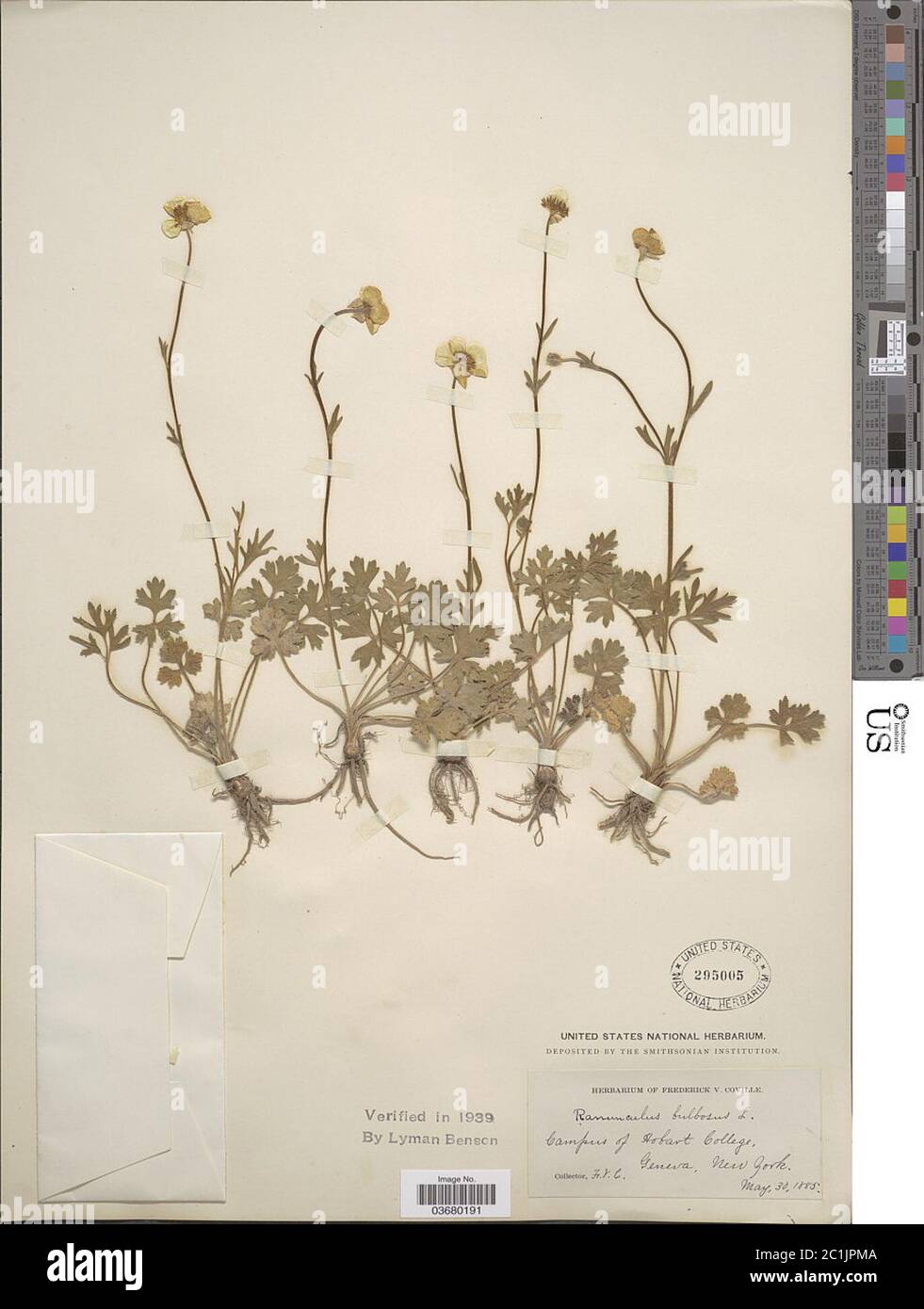 Ranunculus bulbosus L Ranunculus bulbosus L Stock Photo - Alamy