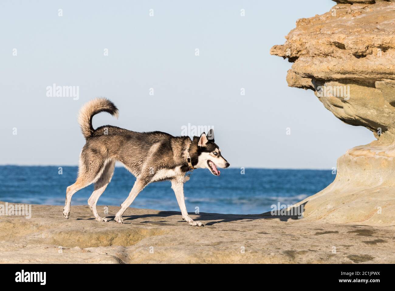 Husky Dog at the Beach Stock Photo - Alamy