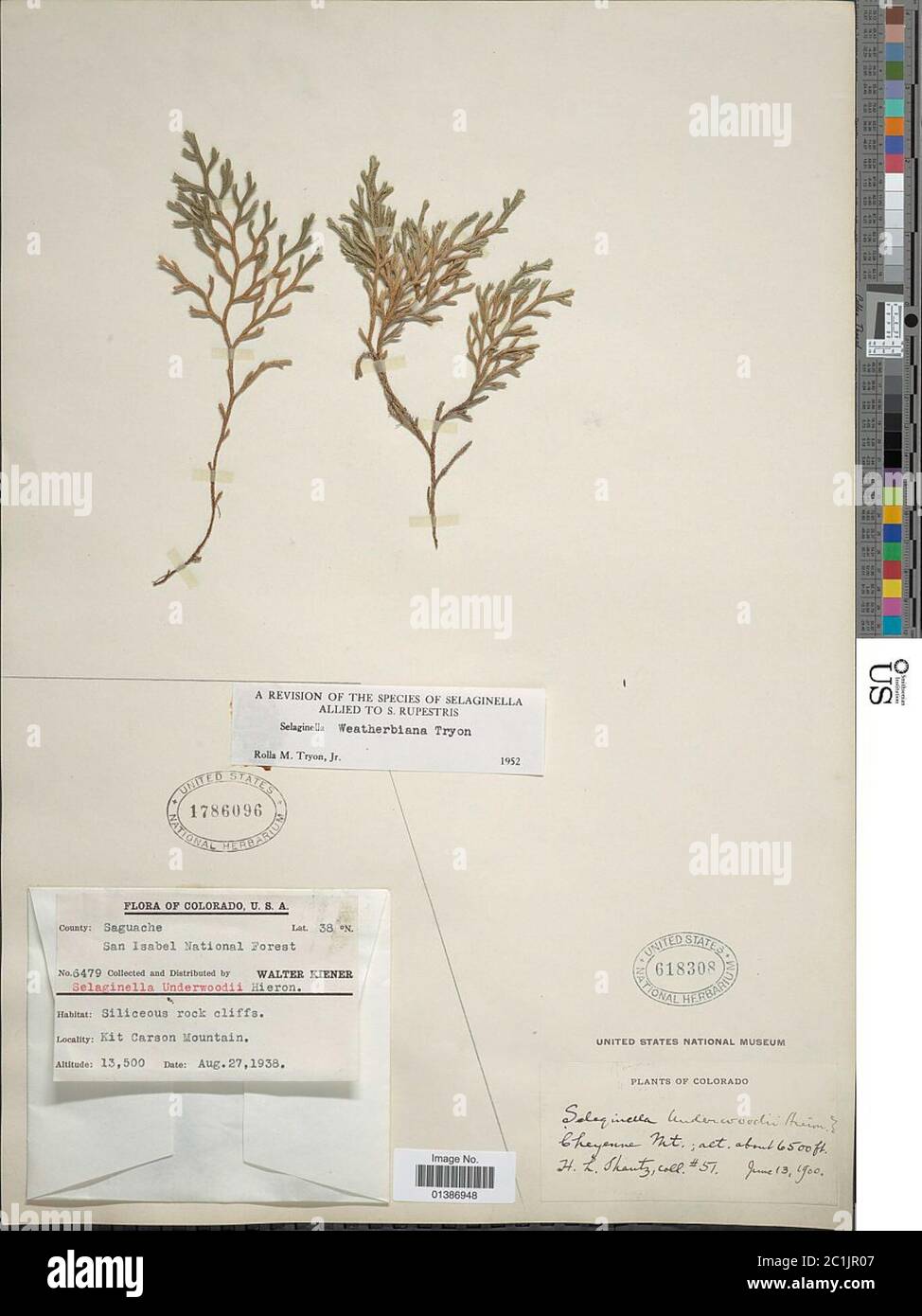 Selaginella weatherbiana RM Tryon Selaginella weatherbiana RM Tryon ...