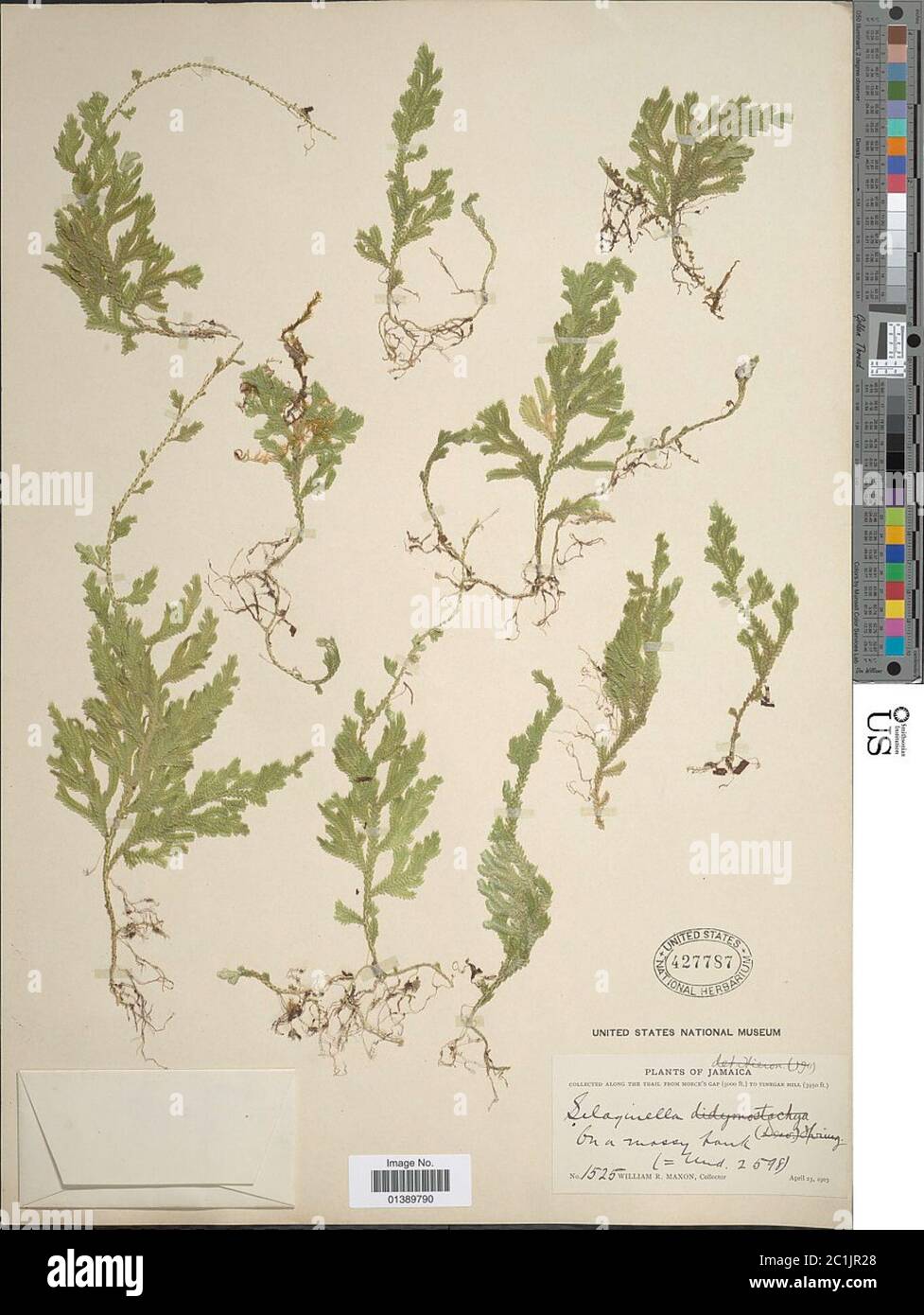 Selaginella heterodonta Desv Hieron Selaginella heterodonta Desv Hieron ...