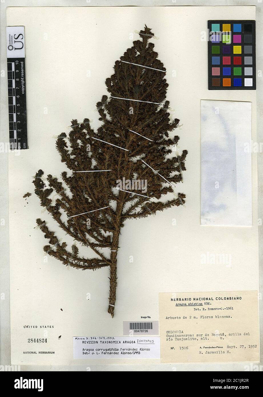 Aragoa corrugatifolia Fern Alonso Aragoa corrugatifolia Fern Alonso ...