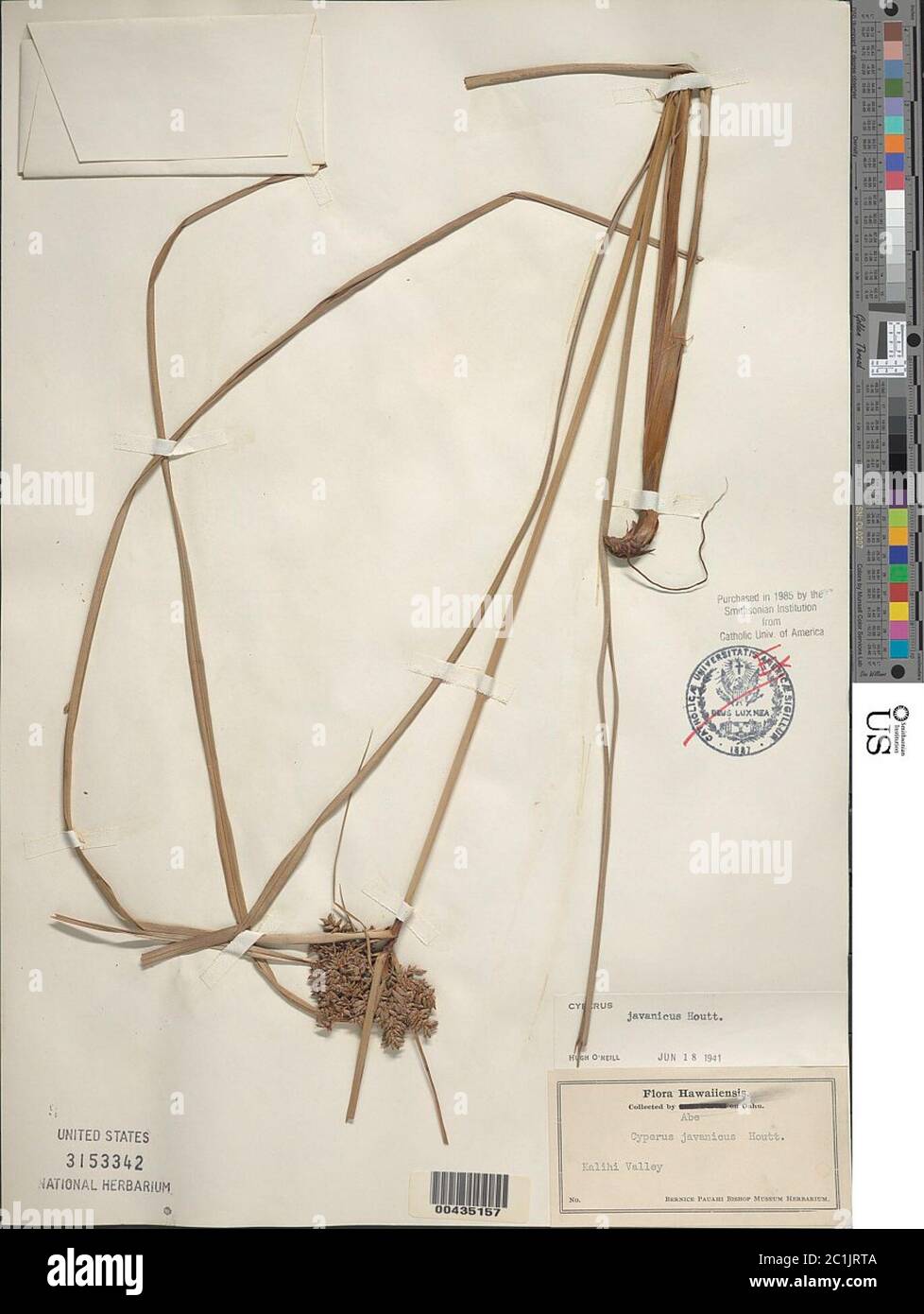 Cyperus javanicus Houtt Cyperus javanicus Houtt Stock Photo - Alamy