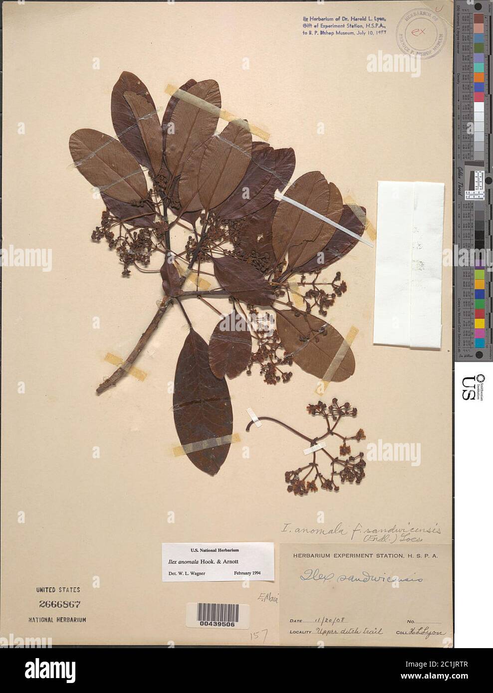Ilex anomala hi-res stock photography and images - Alamy