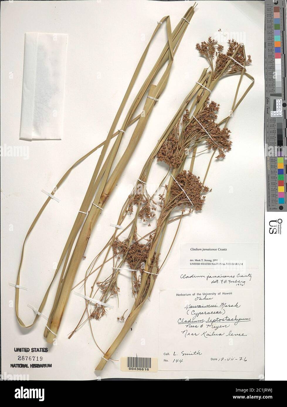 Cladium jamaicense Crantz Cladium jamaicense Crantz Stock Photo - Alamy