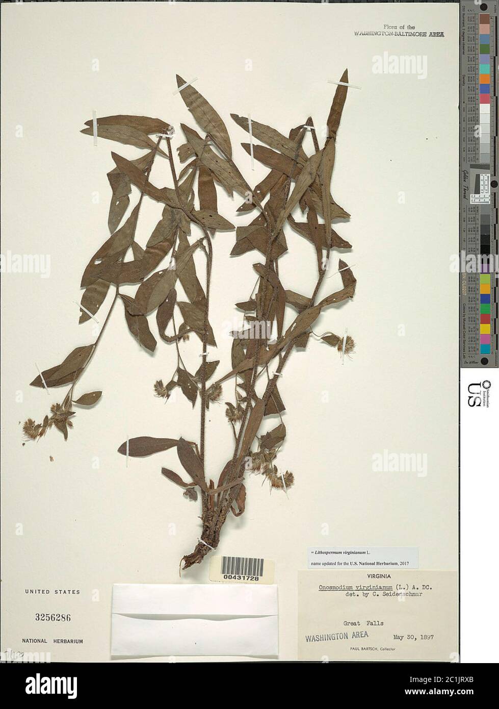 Lithospermum virginianum hi-res stock photography and images - Alamy