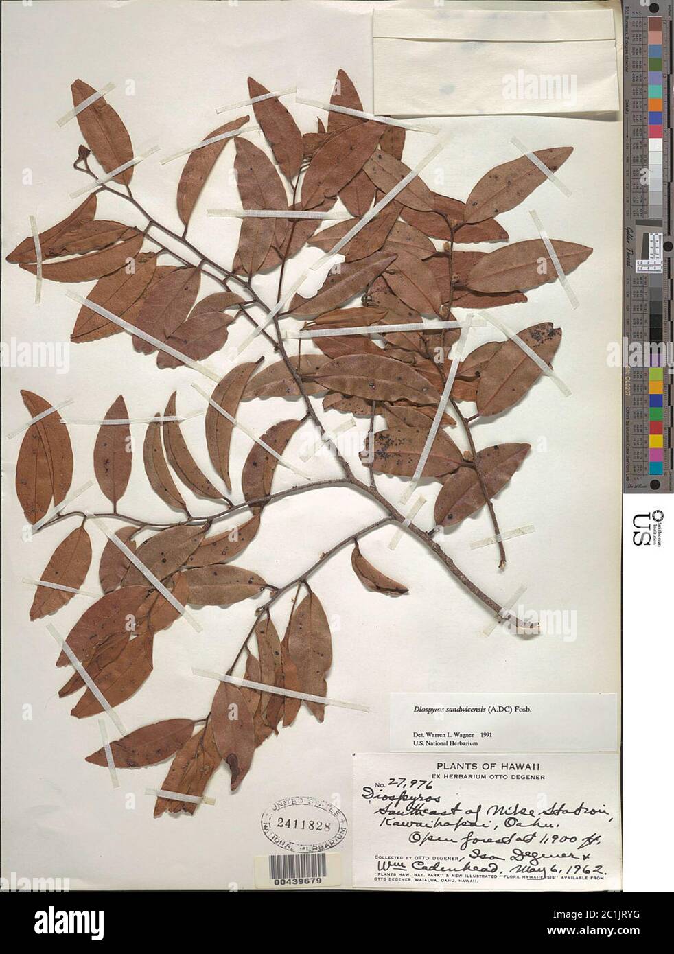 Diospyros sandwicensis A DC Fosberg Diospyros sandwicensis A DC Fosberg ...