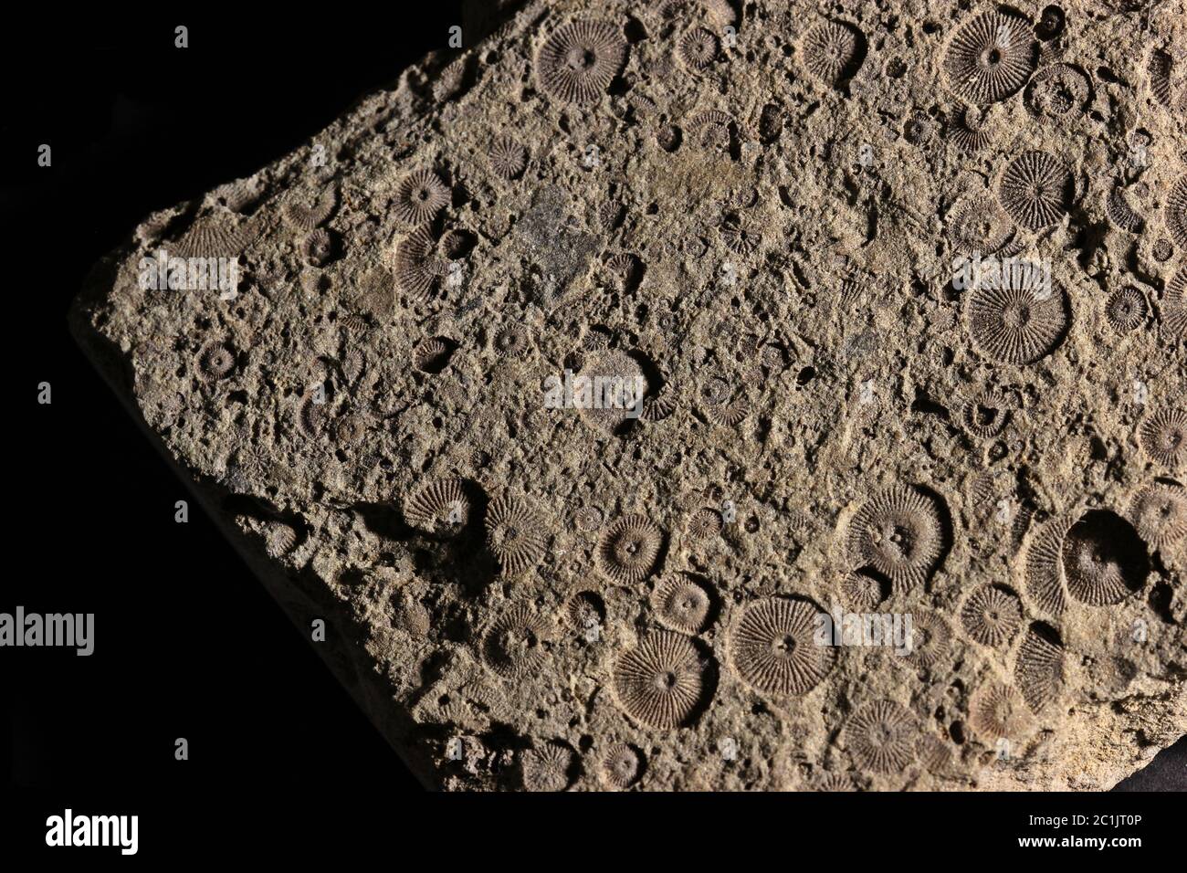 Sea lily fossil hi-res stock photography and images - Alamy