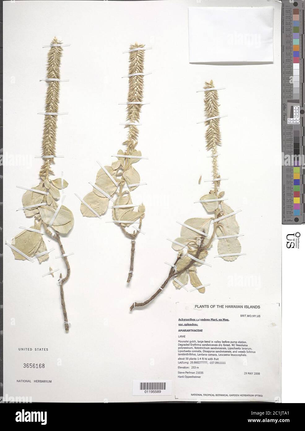 Achyranthes splendens Mart ex Moq var splendens Achyranthes splendens ...