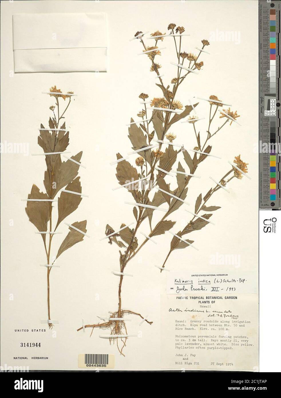 Kalimeris indica L Sch Bip Kalimeris indica L Sch Bip Stock Photo - Alamy