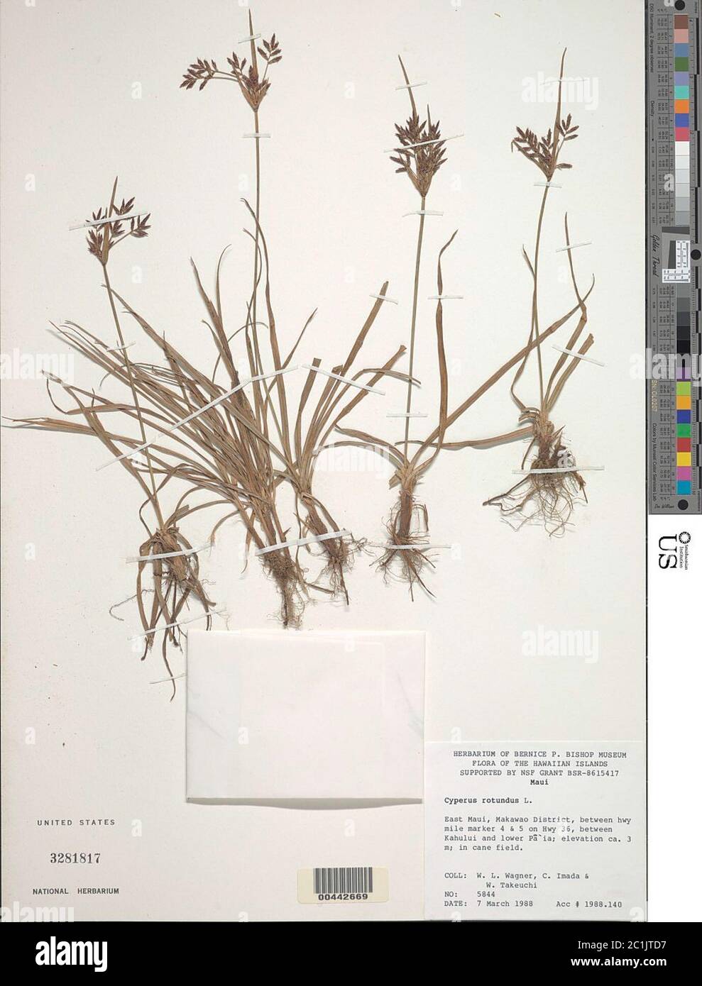 Cyperus rotundus L Cyperus rotundus L Stock Photo - Alamy