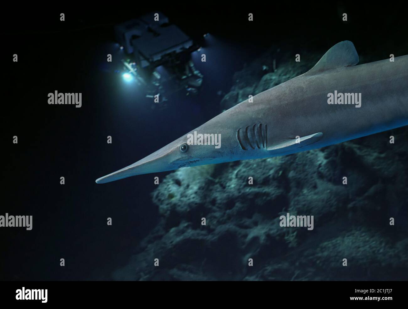 Goblin Shark High Resolution Stock Photography and Images - Alamy