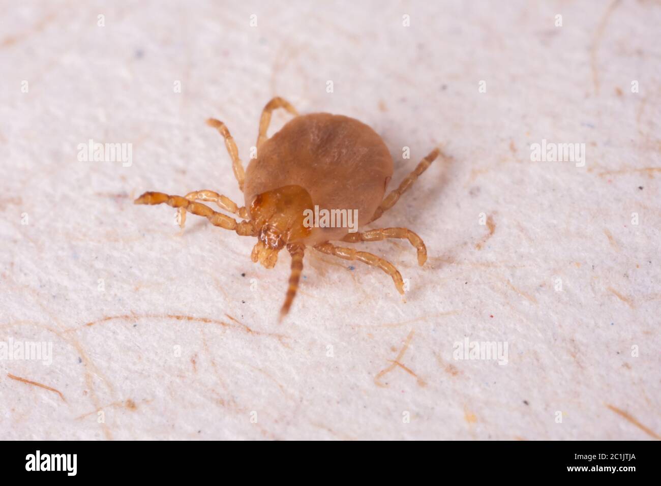Tick in white background Stock Photo - Alamy