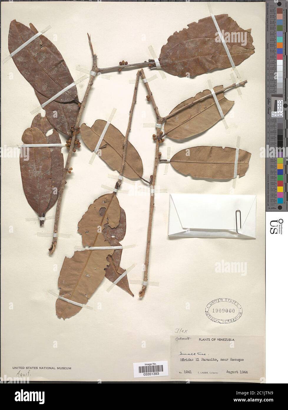 Ilex sp Ilex sp Stock Photo - Alamy