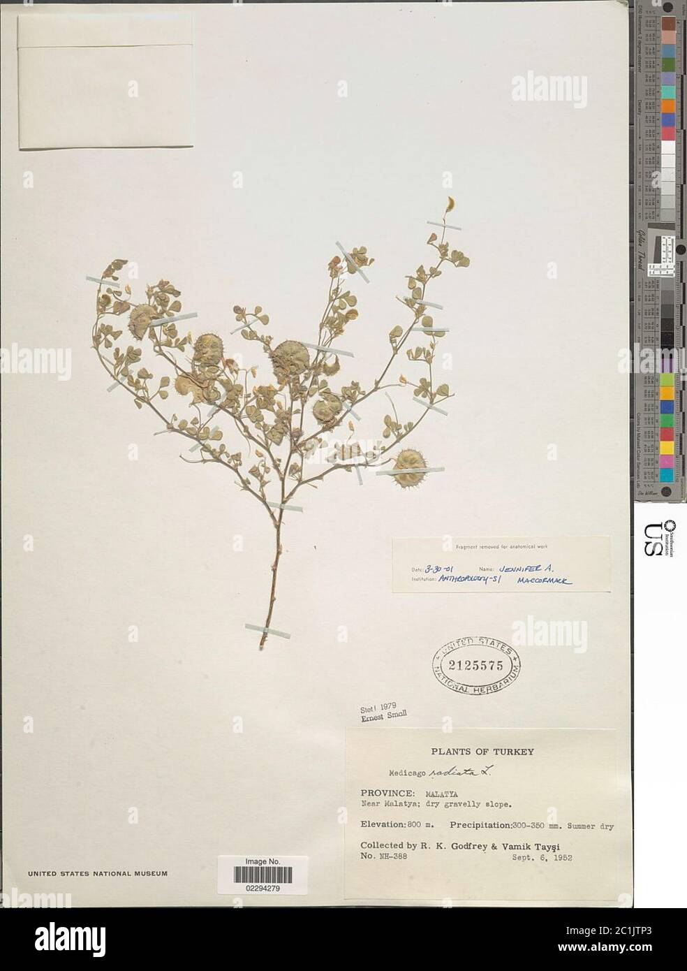 Medicago radiata L Medicago radiata L Stock Photo - Alamy