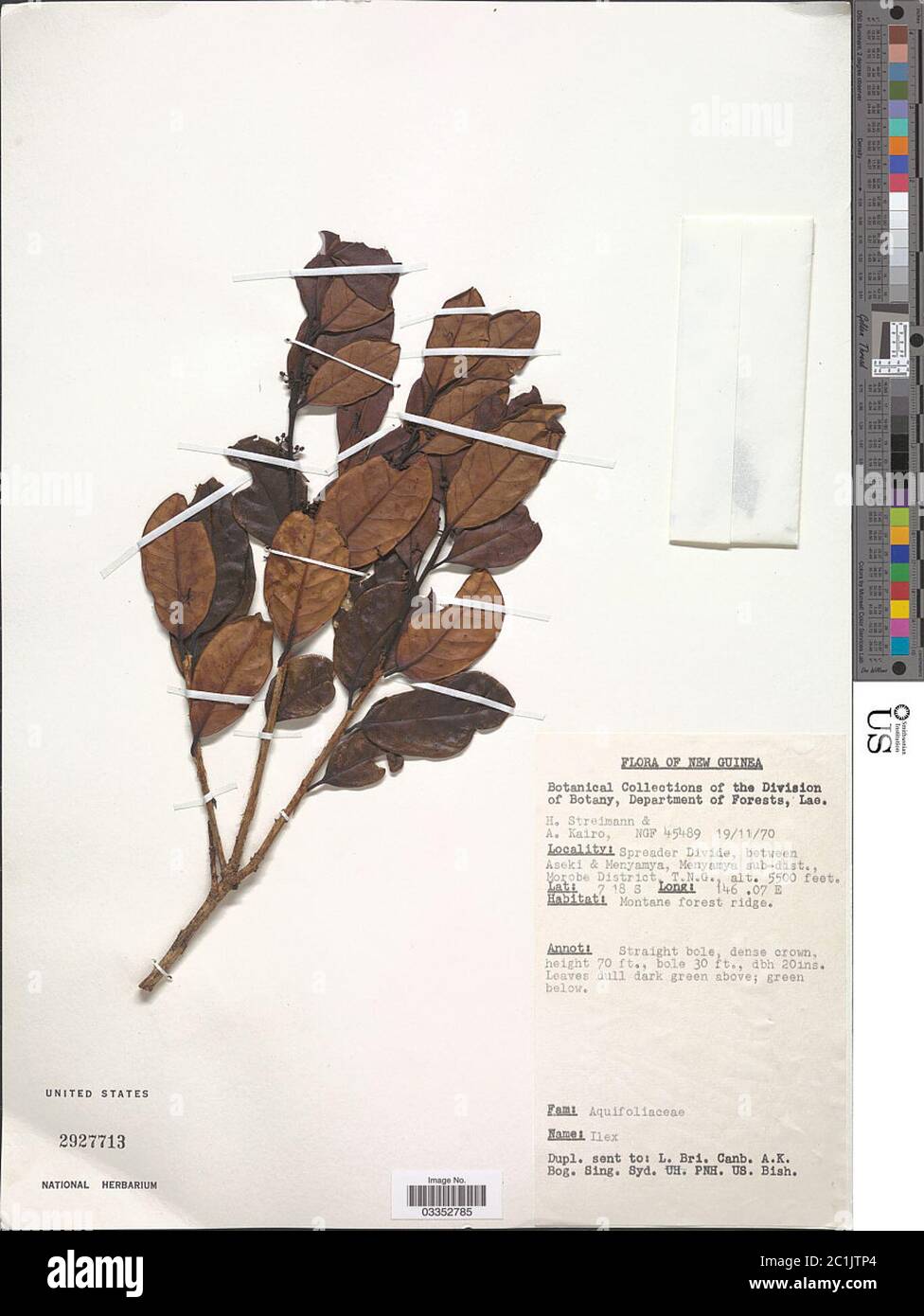 Ilex sp Ilex sp Stock Photo - Alamy