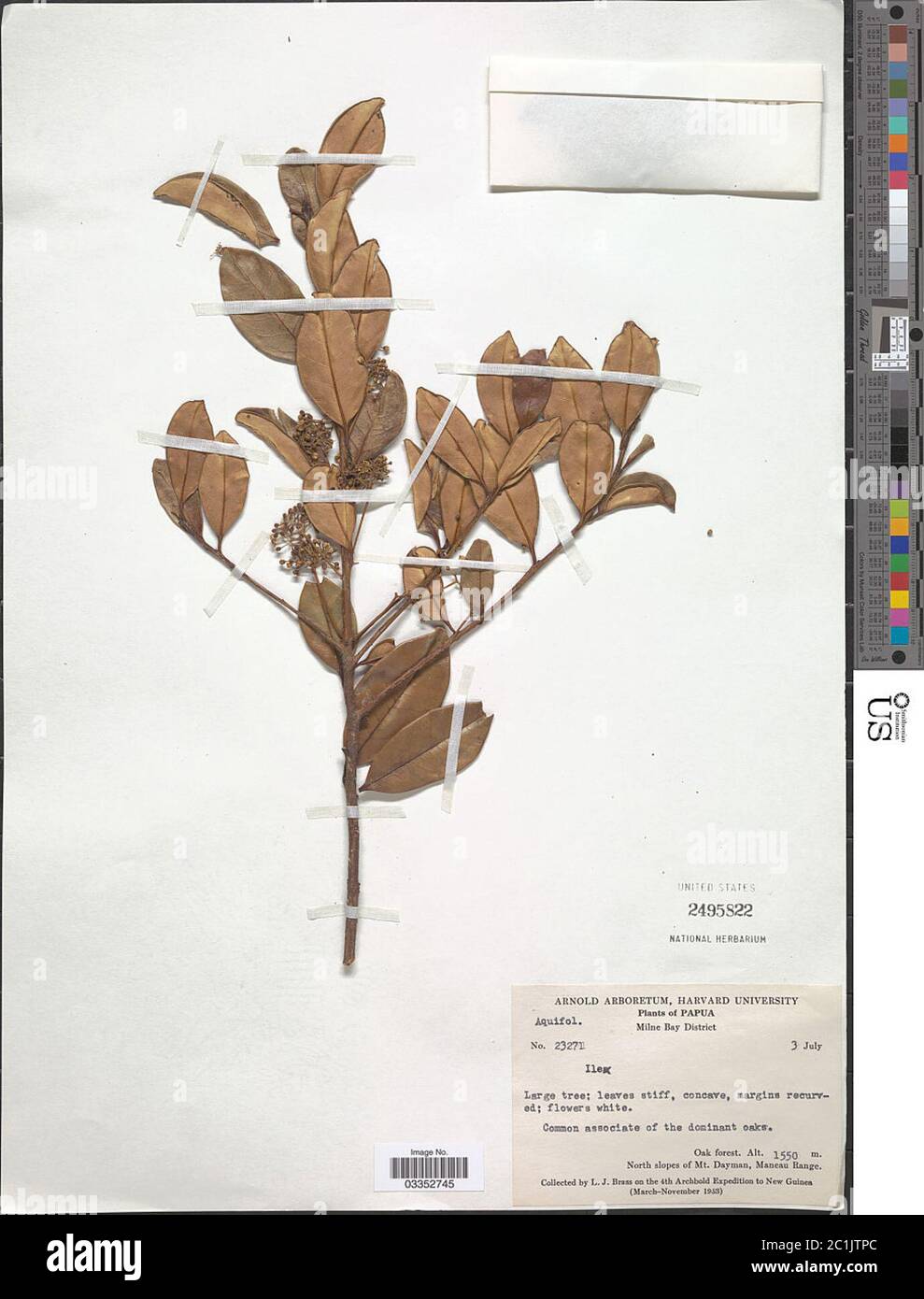 Ilex sp Ilex sp Stock Photo - Alamy