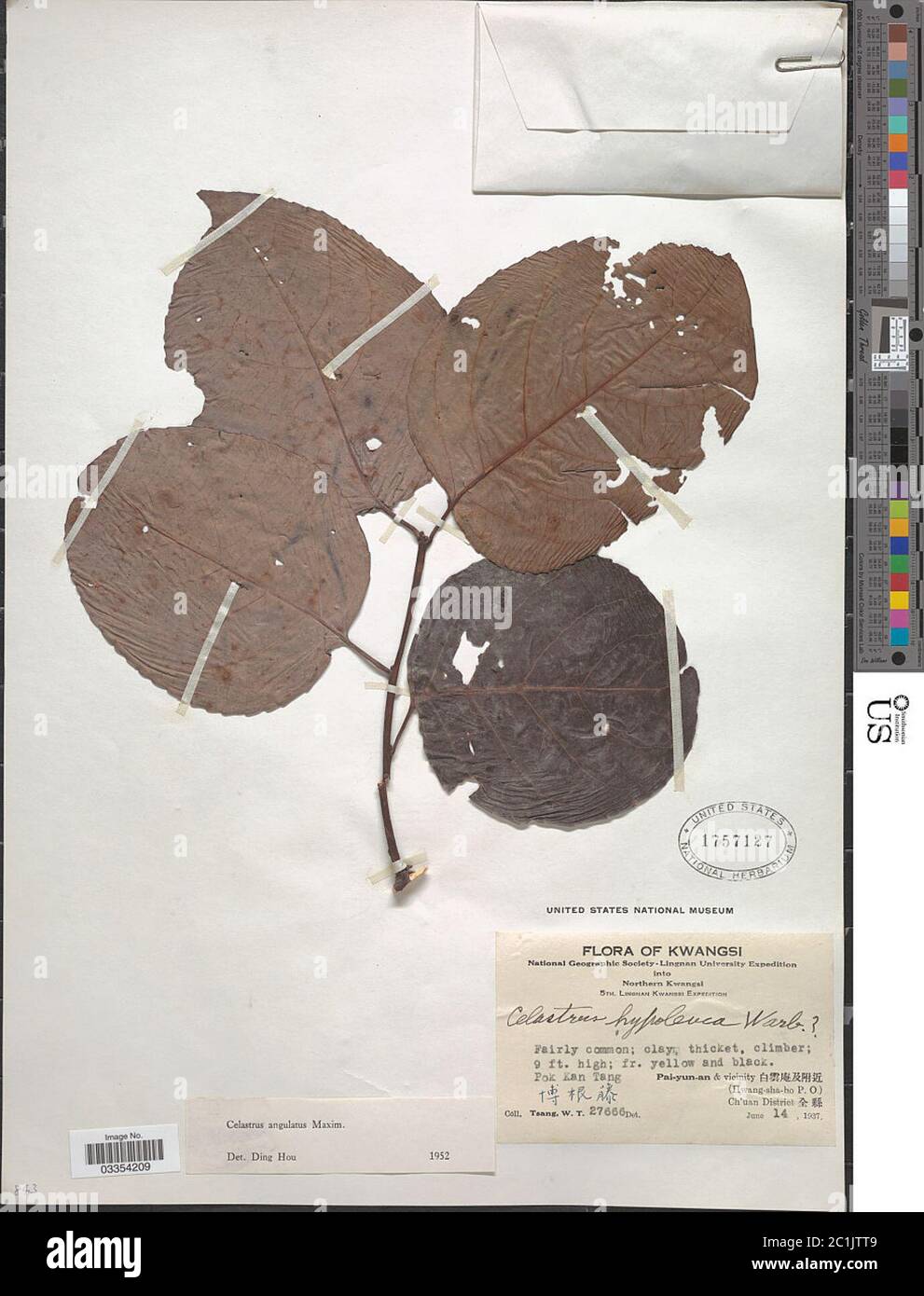 Celastrus angulatus Maxim Celastrus angulatus Maxim Stock Photo - Alamy