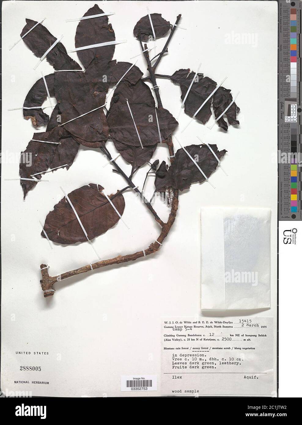 Ilex sp Ilex sp Stock Photo - Alamy