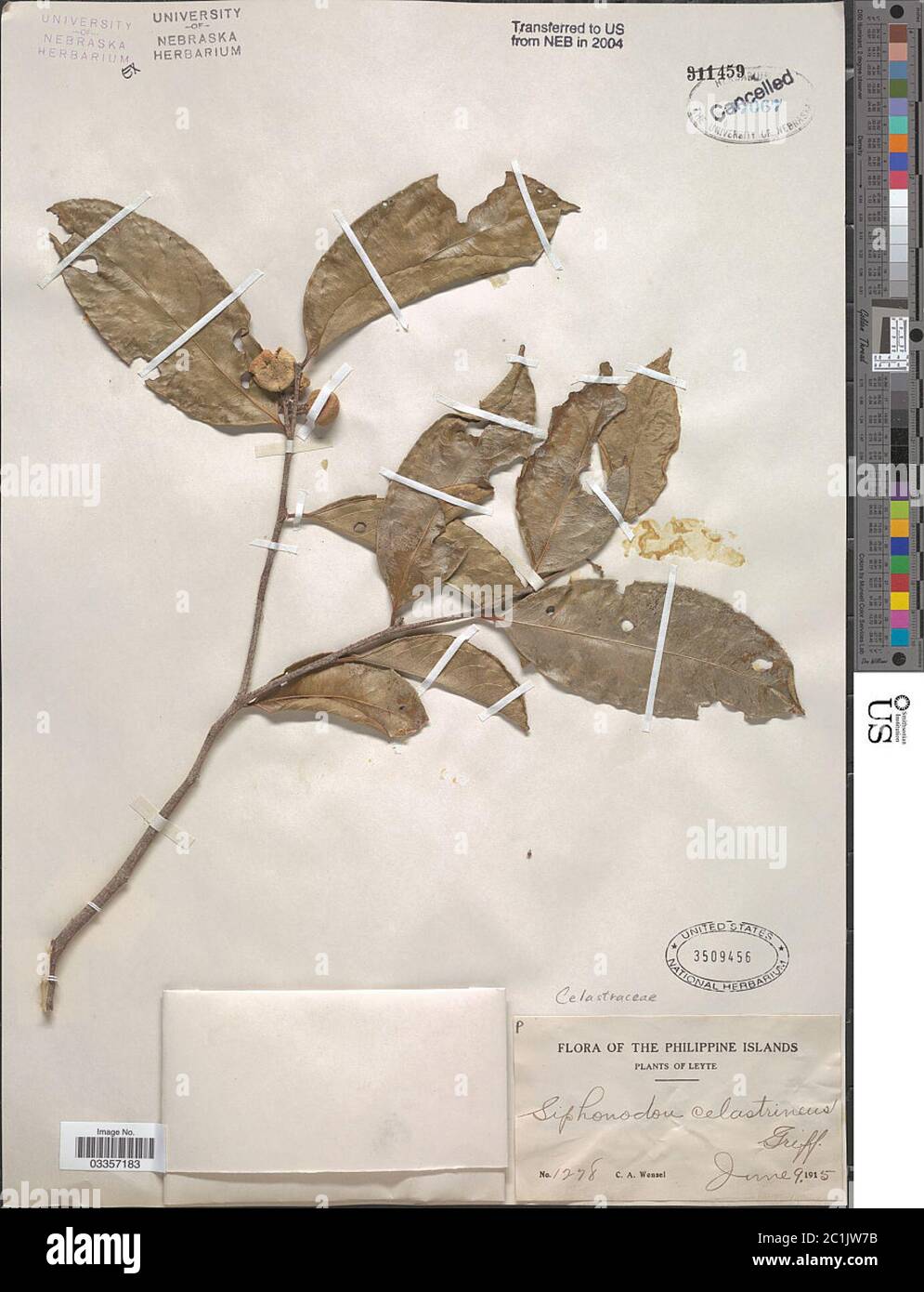 Siphonodon celastrineus Griff Siphonodon celastrineus Griff Stock Photo ...