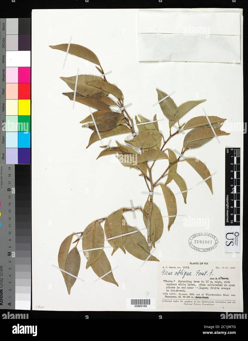 Ficus obliqua G Forst Ficus obliqua G Forst Stock Photo - Alamy