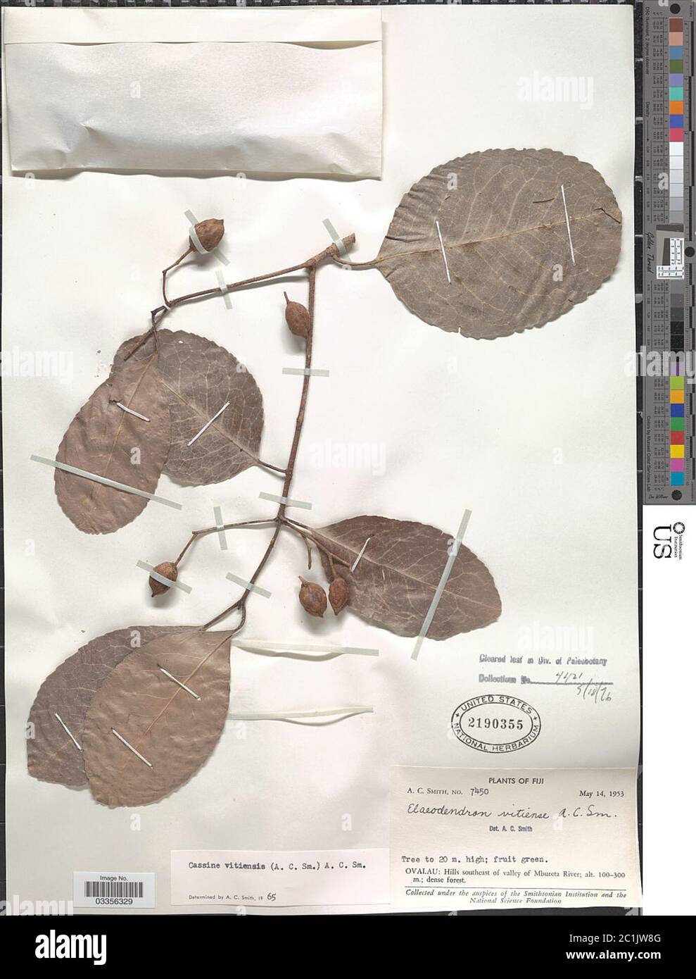 Elaeodendron vitiense AC Sm Elaeodendron vitiense AC Sm Stock Photo - Alamy