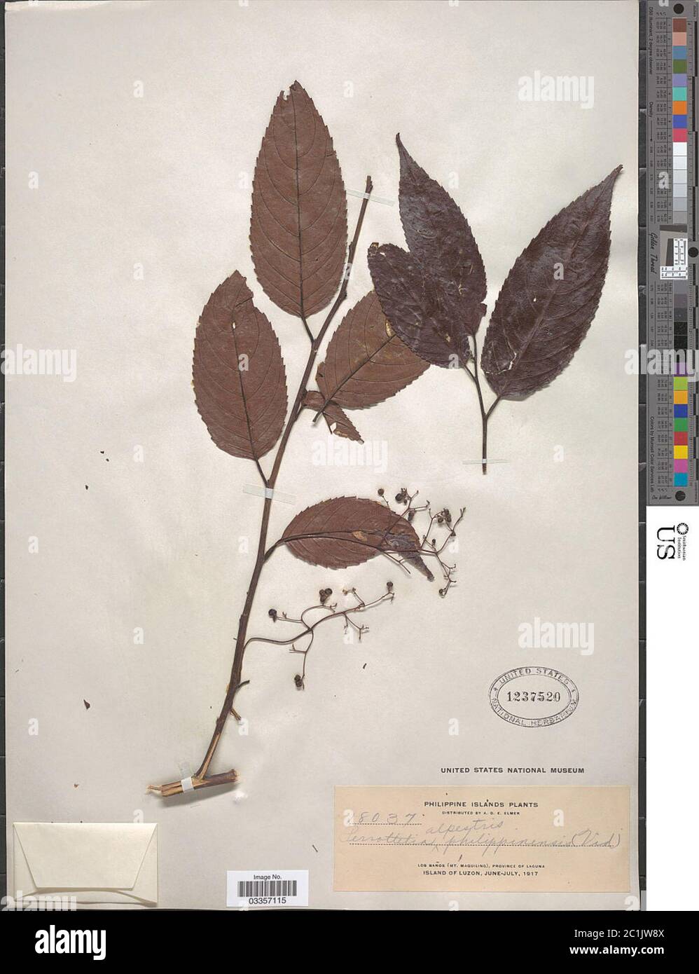 Perrottetia alpestris subsp philippinensis Perrottetia alpestris subsp ...