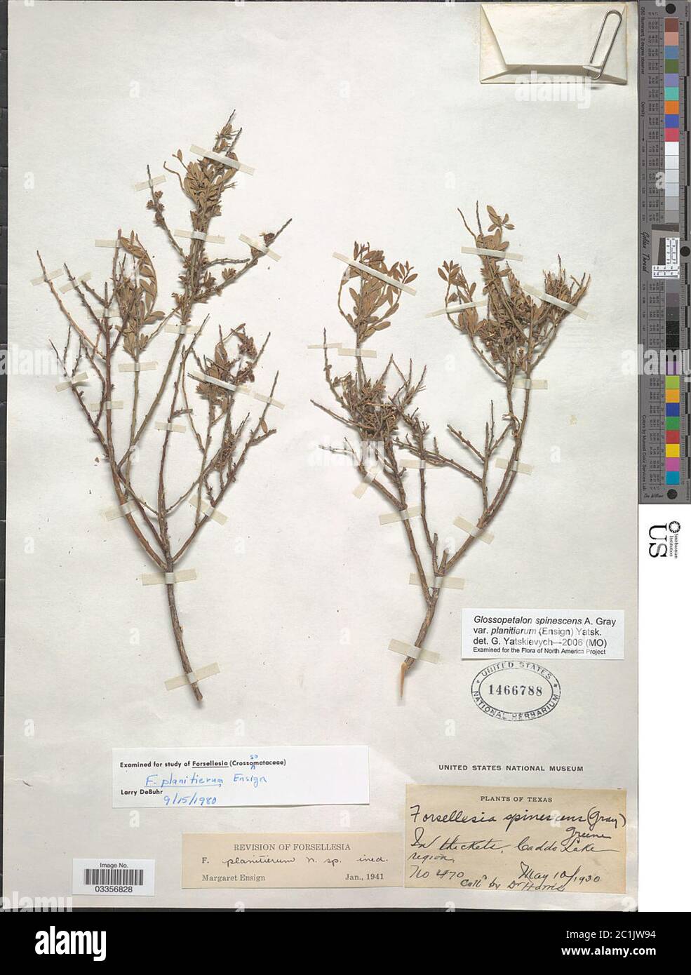 Glossopetalon spinescens var planitierum Ensign Yatsk Glossopetalon ...