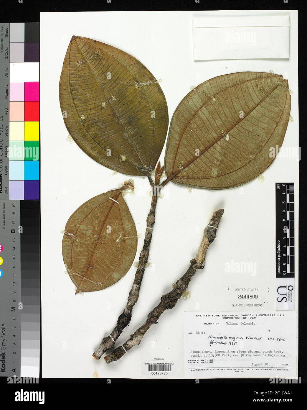 Henriettella hi-res stock photography and images - Alamy