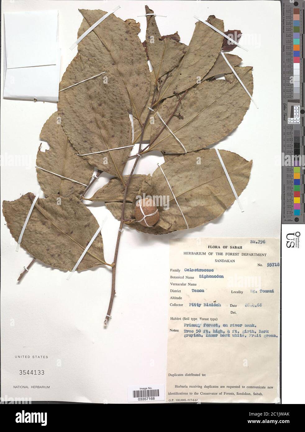 Siphonodon sp Siphonodon sp Stock Photo - Alamy