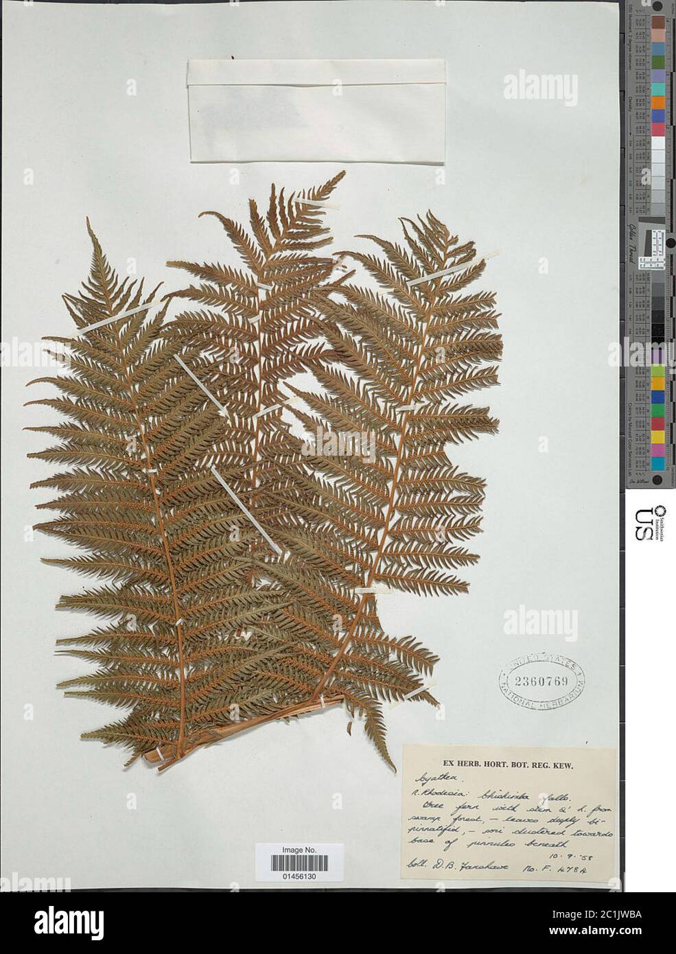 Alsophila sp hi-res stock photography and images - Alamy