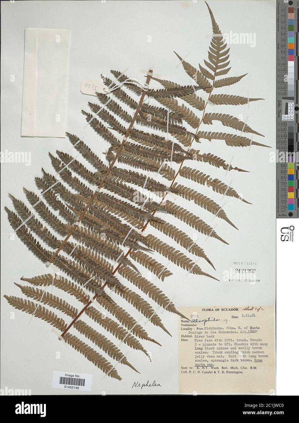 Alsophila sp hi-res stock photography and images - Alamy