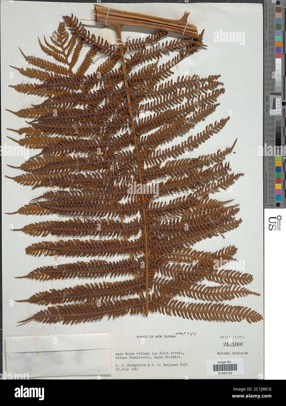 Alsophila sp hi-res stock photography and images - Alamy