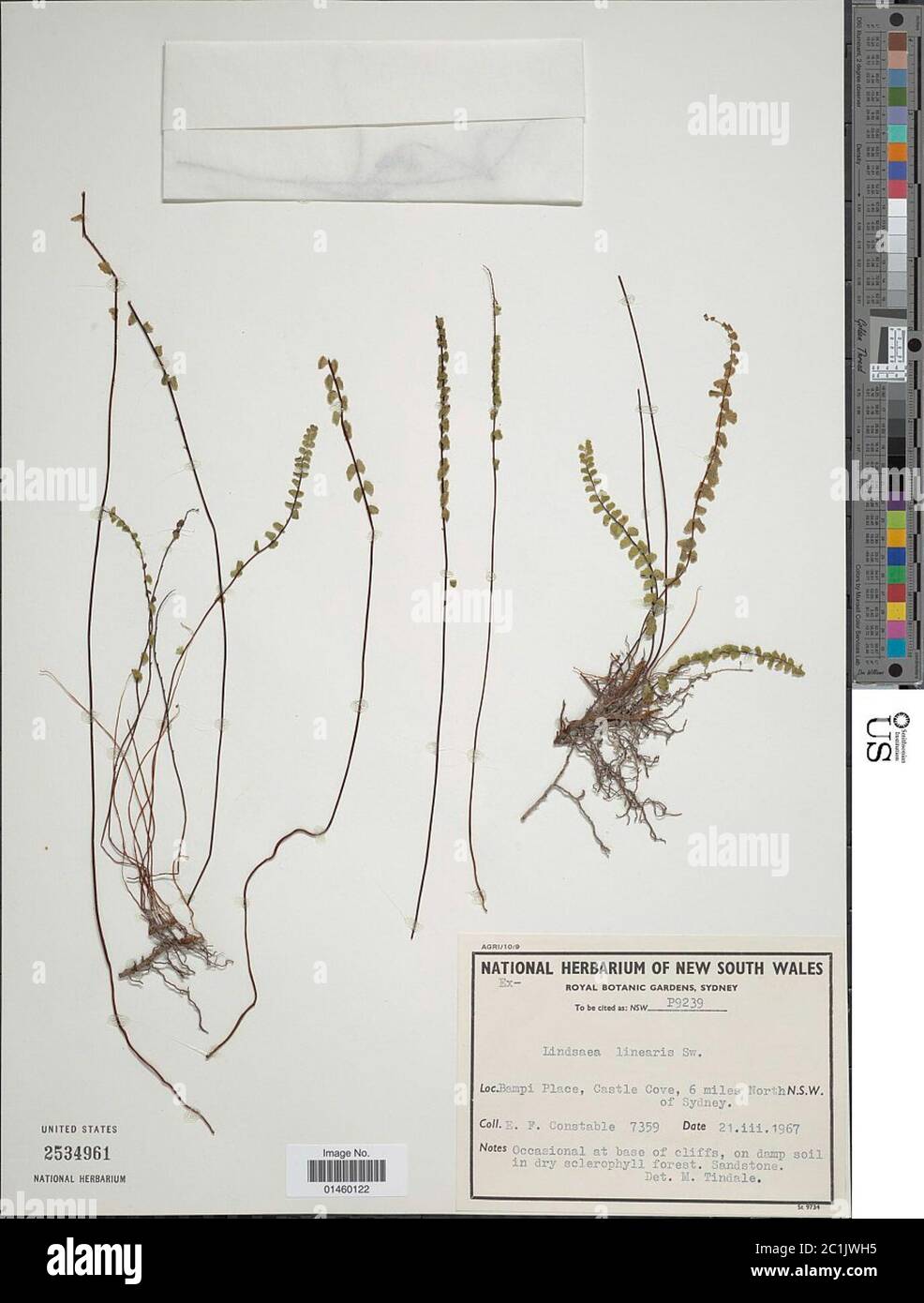 Lindsaea linearis Sw Lindsaea linearis Sw Stock Photo - Alamy